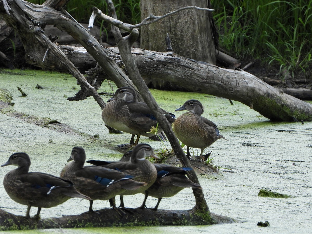 eBird Checklist - 2 Aug 2023 - Snail Lake Regional Park - 33 species