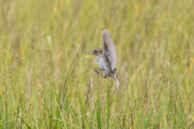 eBird Checklist - 4 Aug 2023 - Slaughter Beach--Marvel Saltmarsh ...