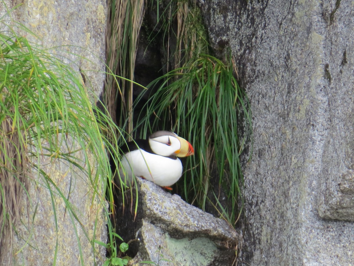 eBird Checklist - 4 Aug 2023 - Alaska Maritime NWR--Chiswell Islands ...