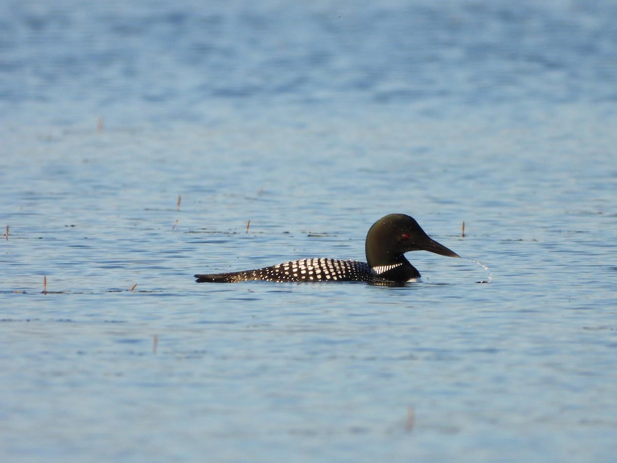 eBird Checklist - 4 Aug 2023 - Kenai NWR--Headquarters - 17 species