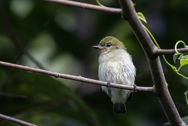 Photos - Green Tinkerbird - Pogoniulus simplex - Birds of the World