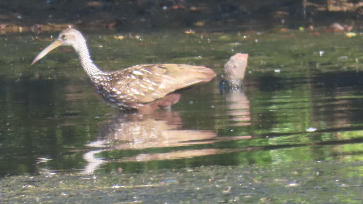 eBird Checklist - 5 Aug 2023 - Clayton Co. Water Authority--Lake ...