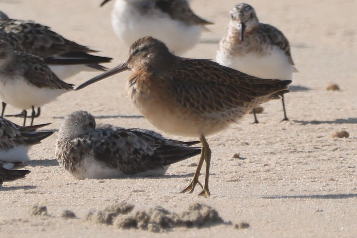 eBird Checklist - 5 Aug 2023 - **Back Bay NWR - 44 species