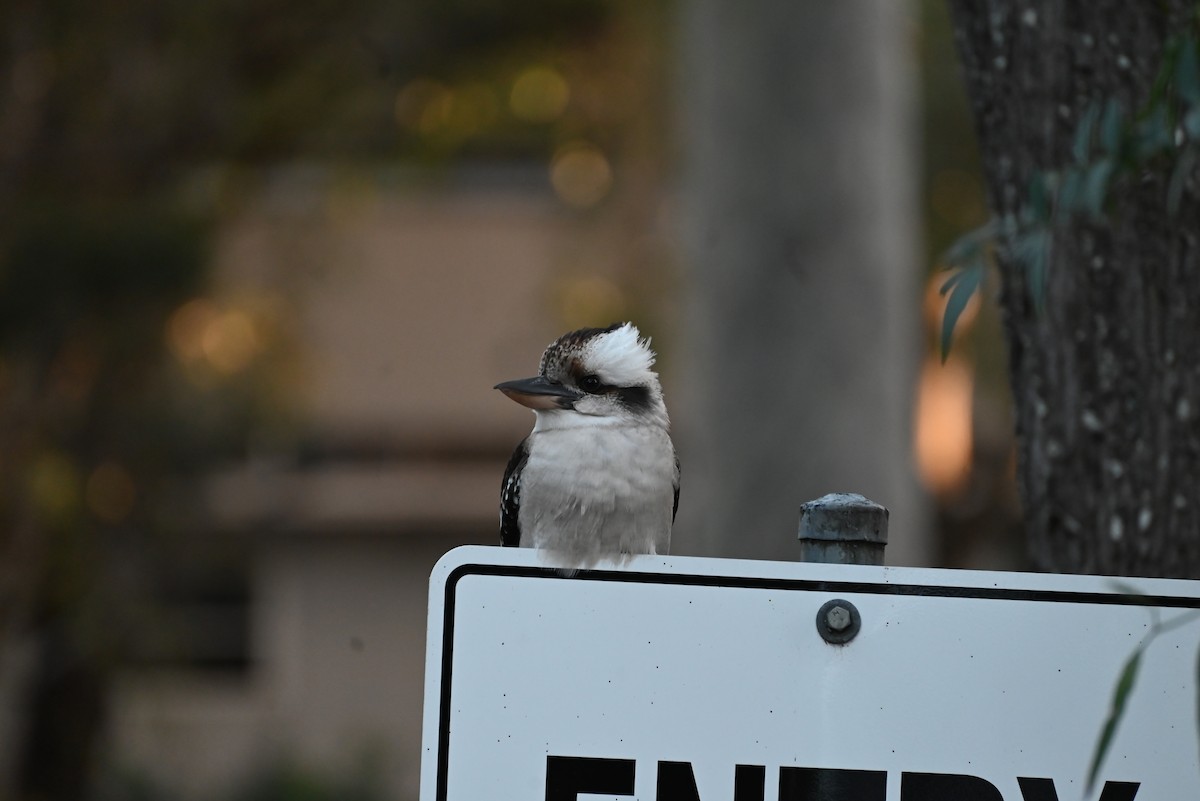 eBird Checklist - 23 Jun 2023 - Don Morris Walk, University of ...