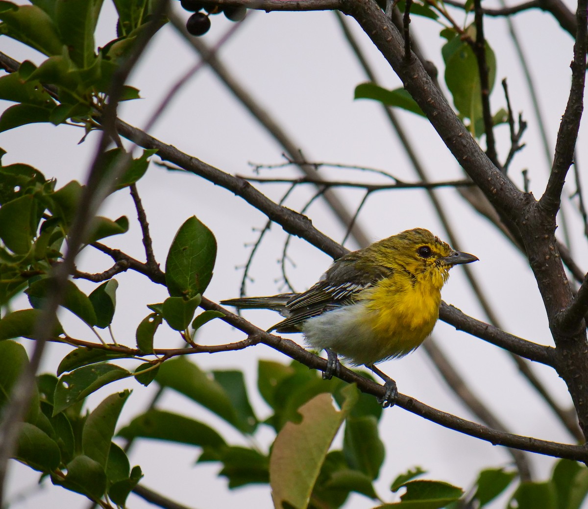 eBird Checklist - 5 Aug 2023 - Medicine Hat--Connaught Pond - 23 species