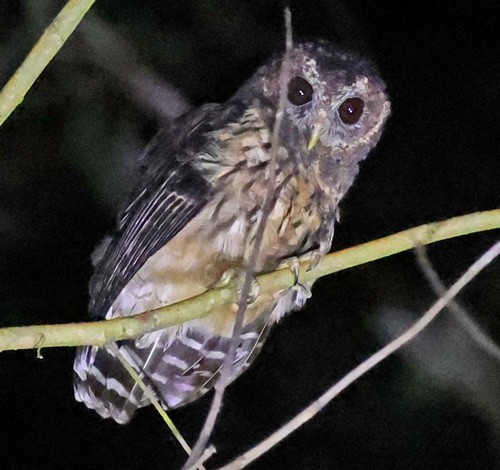 eBird Checklist - 19 Jul 2023 - El Dorado to Minca Road (use more ...
