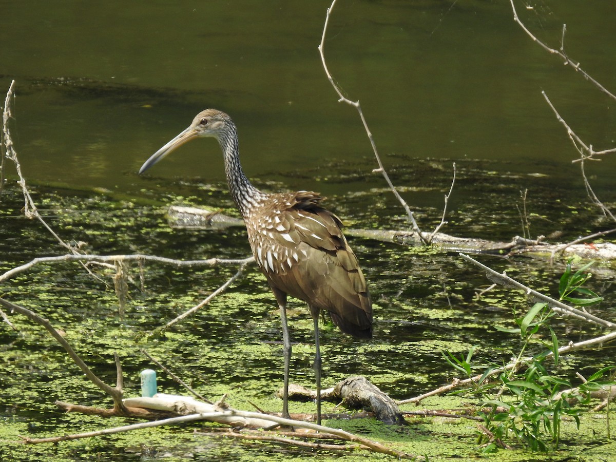 eBird Checklist - 5 Aug 2023 - Island Park Low Dam - 12 species
