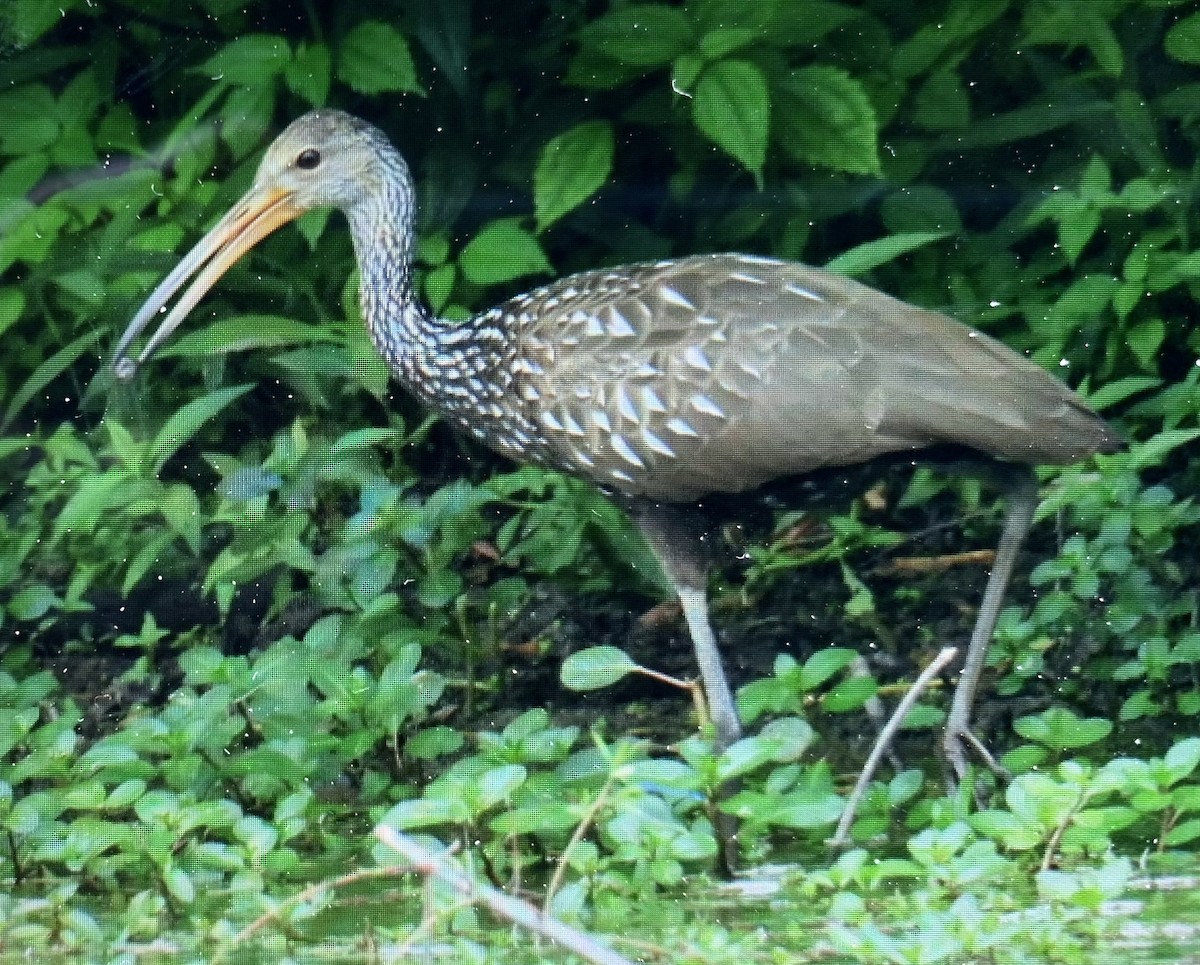 eBird Checklist - 5 Aug 2023 - Limpkin stakeout - 3 species