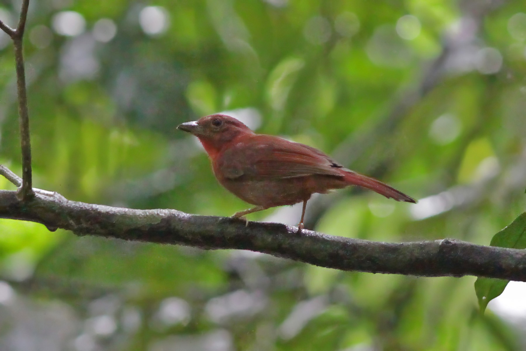 Red-crowned Ant-Tanager (Scarlet-throated) - eBird