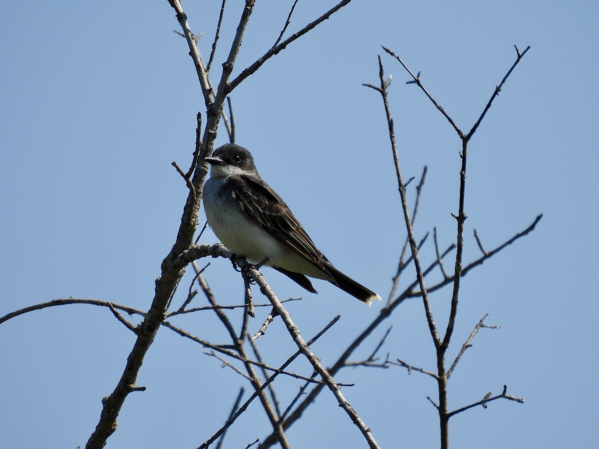 eBird Checklist - 9 Jul 2023 - Tamarack Nature Center - 50 species