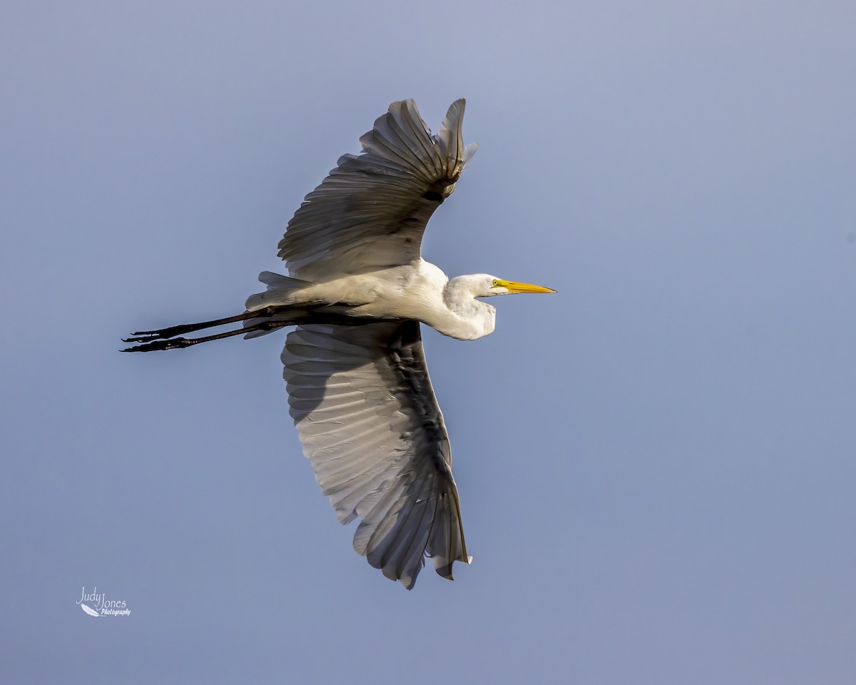 eBird Checklist - 5 Aug 2023 - Chamberlayne Swamp - 24 species