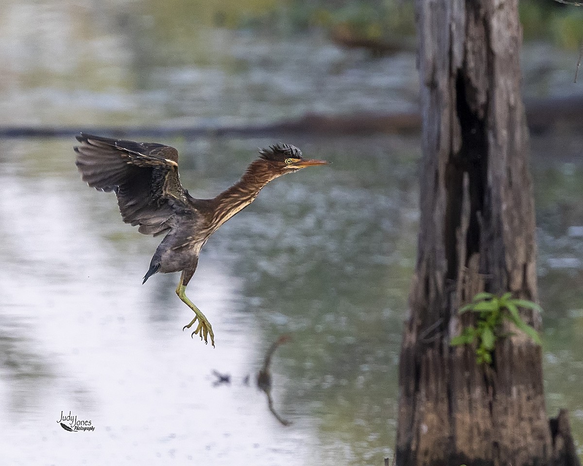 eBird Checklist - 5 Aug 2023 - Chamberlayne Swamp - 24 species