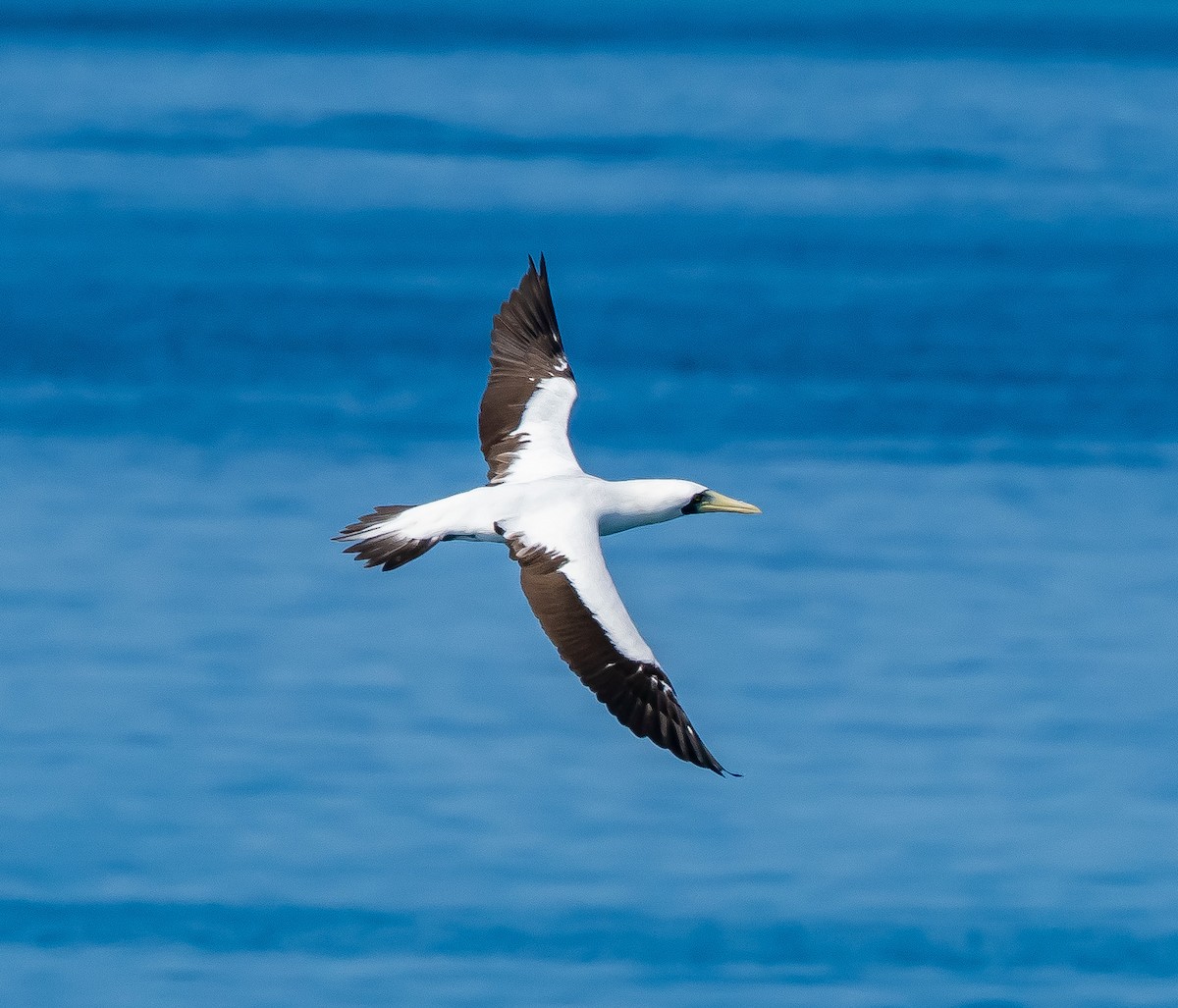 eBird Checklist - 5 Aug 2023 - Dry Tortugas NP--Hospital Key - 1 species eBird Checklist - 5 Aug 2023 - Dry Tortugas NP--Hospital Key - 1 species