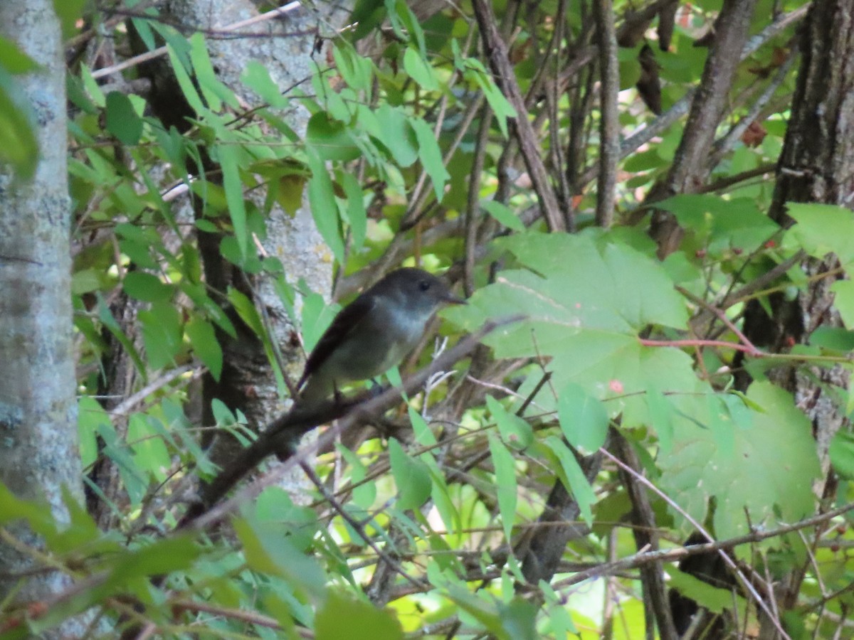 eBird Checklist - 5 Aug 2023 - Yellowstone Park Ranger station area ...
