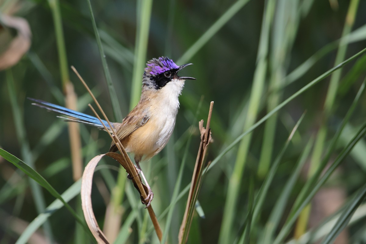 eBird Checklist - 3 Aug 2023 - Robinson River, Northern Territory, AU ...