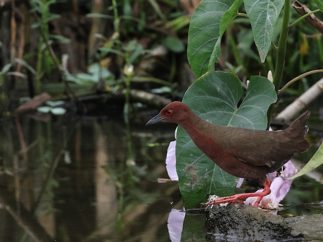 India - eBird