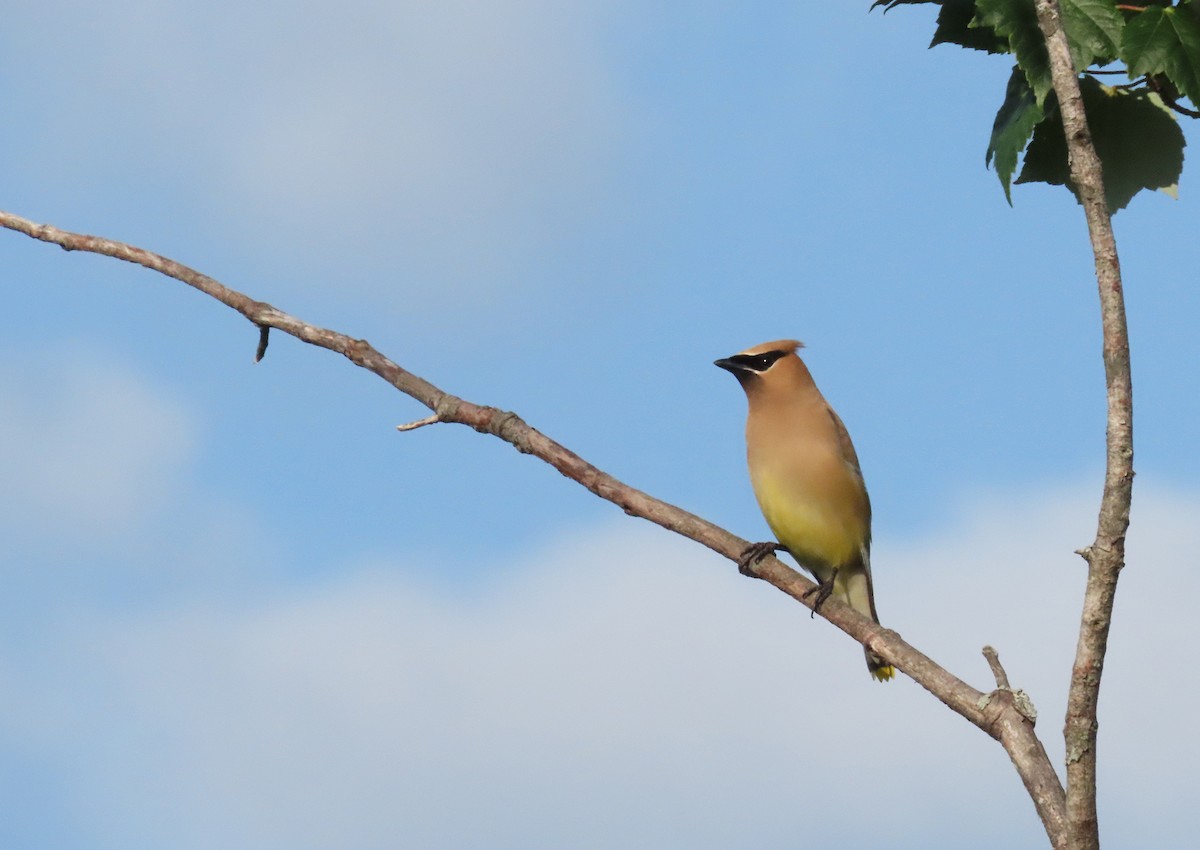 eBird Checklist - 29 Jul 2023 - Centre d'interprétation de la nature du ...