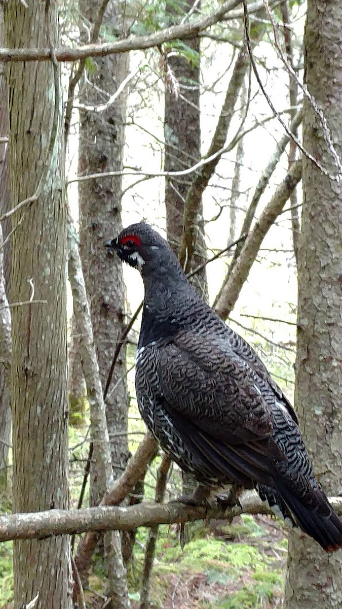 eBird Checklist - 3 Jun 2017 - Petit Manan NWR - 58 species