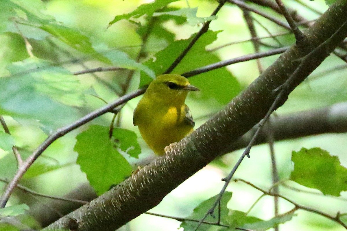 Maryland-DC Breeding Bird Atlas Checklist - 6 Aug 2023 - Elk Neck Trail ...