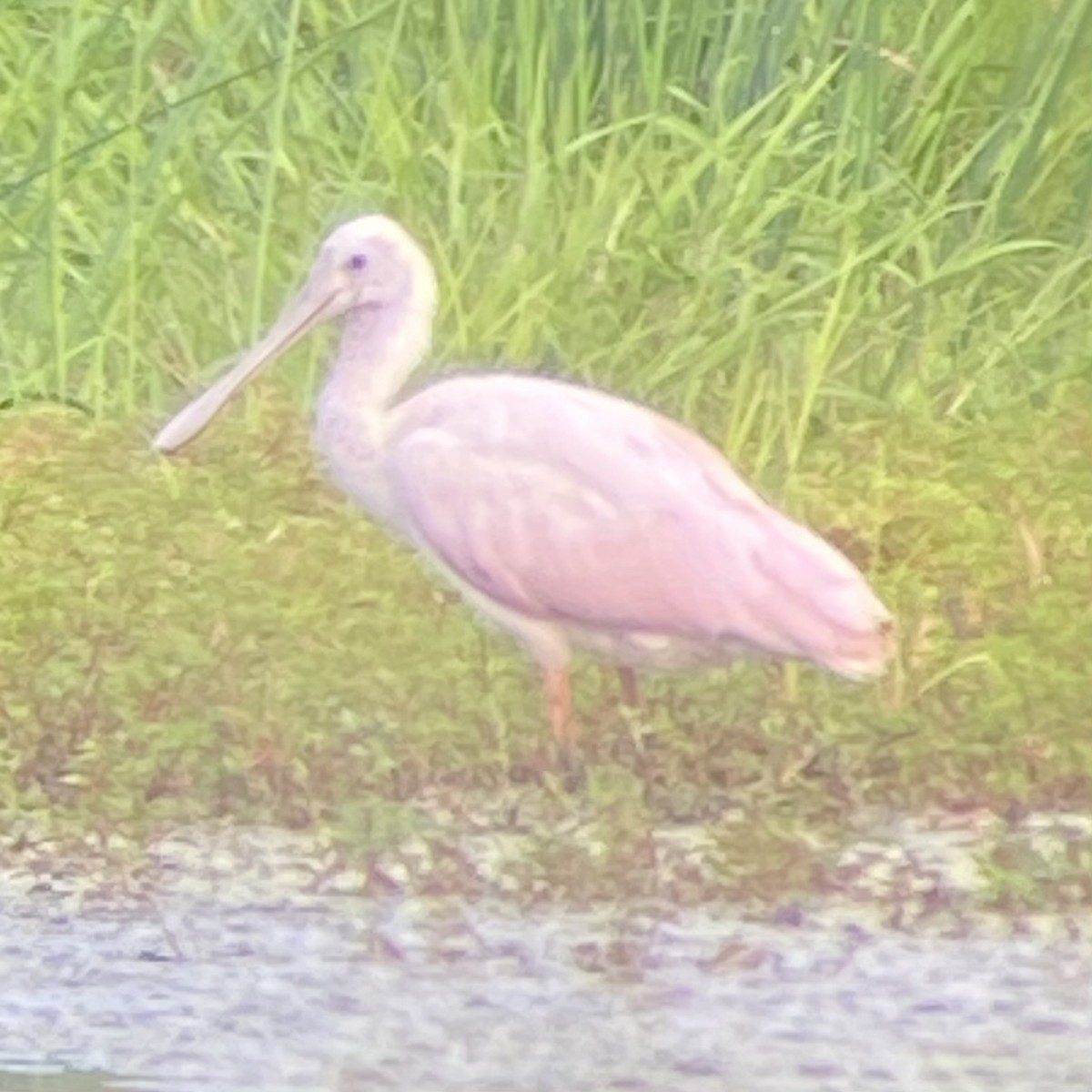 eBird Checklist - 6 Aug 2023 - Tifft Nature Preserve - 2 species