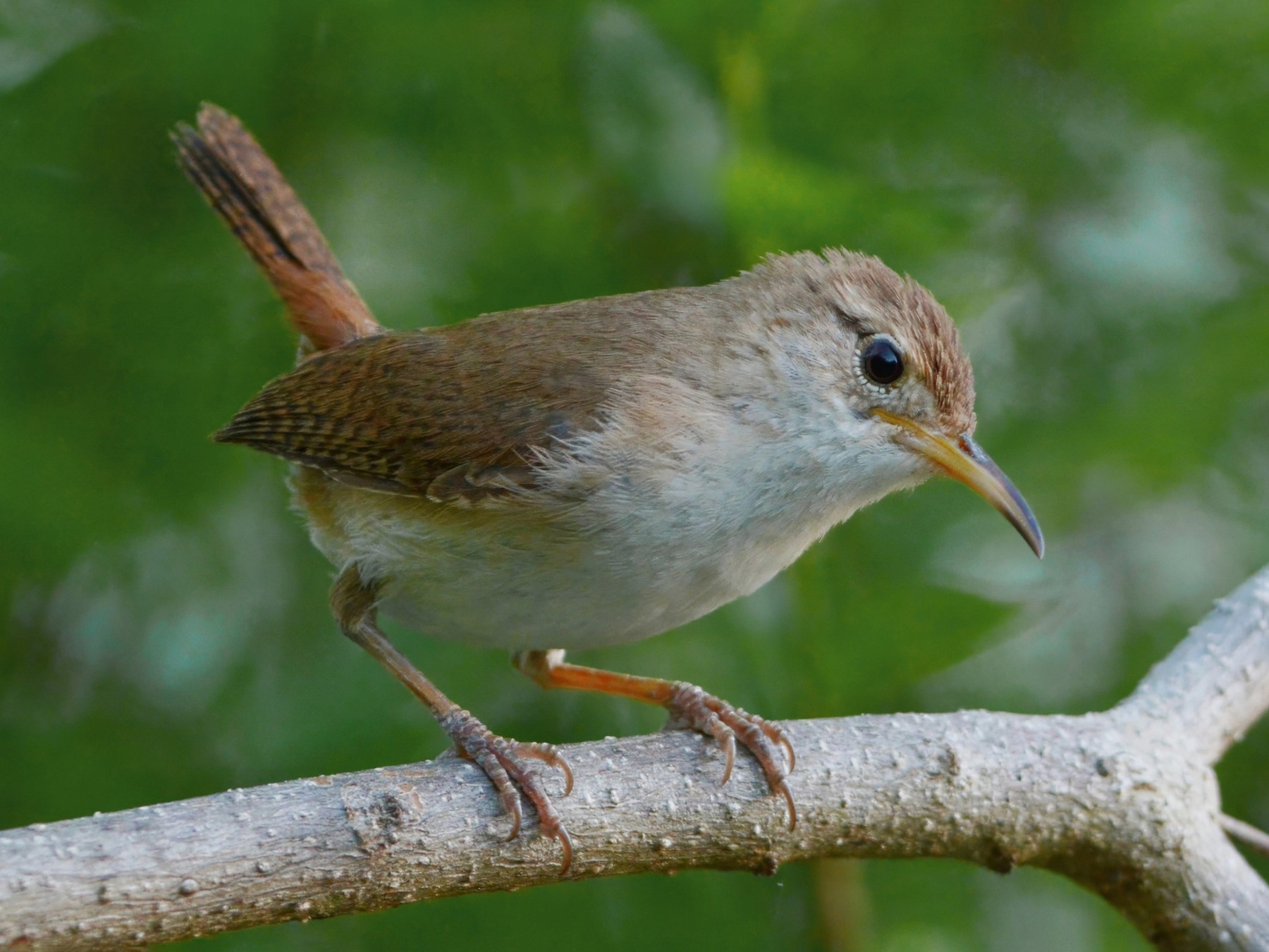 House Wren - eBird
