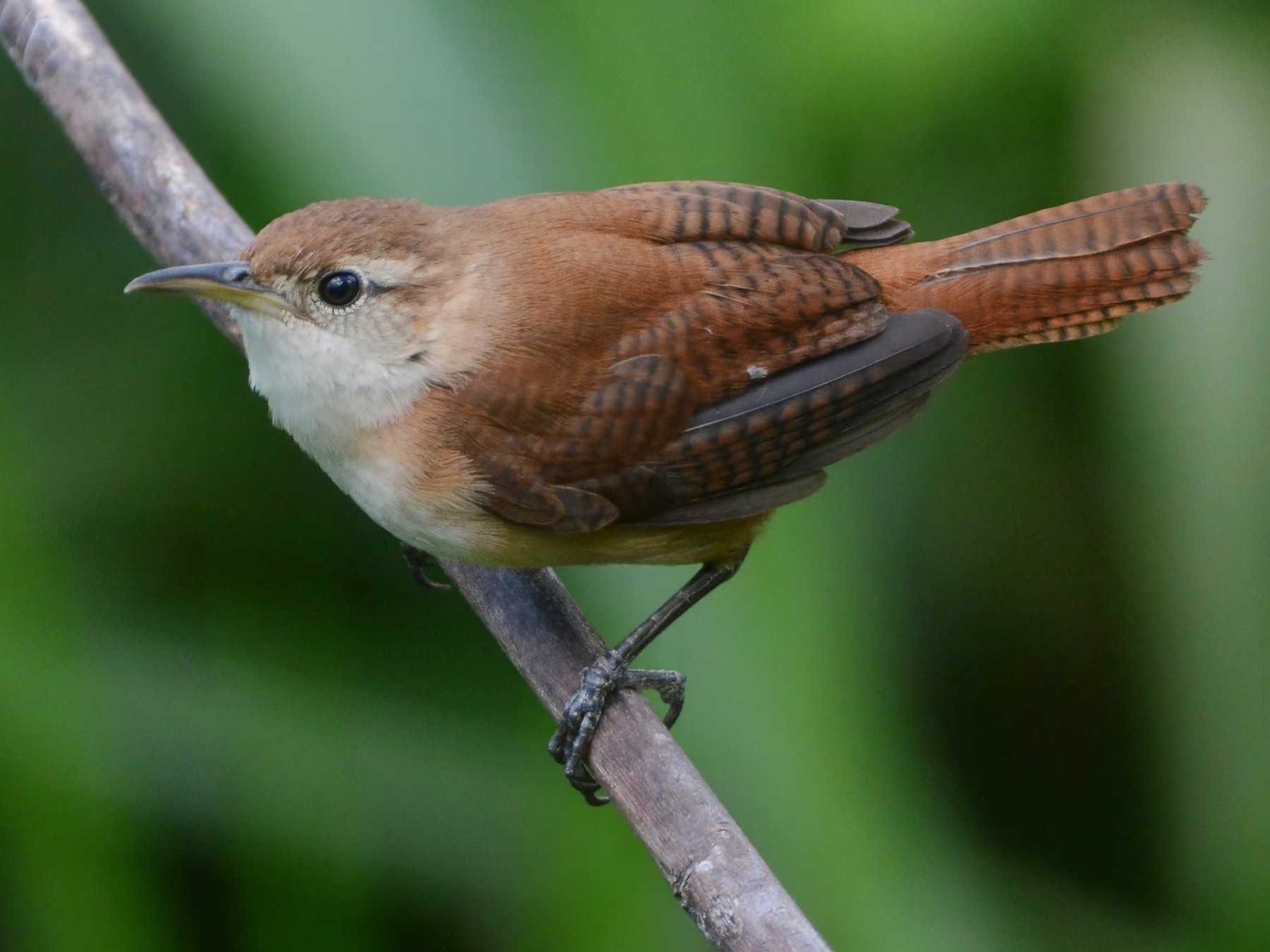 House Wren Male And Female