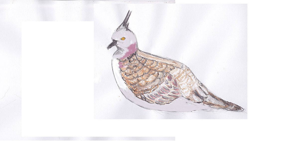 eBird Checklist - 2 Aug 2023 - Kokoda st and bougainville st beenleigh ...