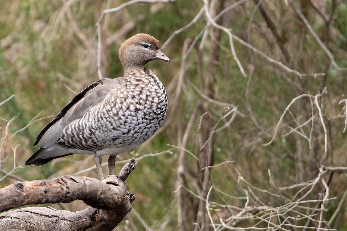 eBird Australia Checklist - 7 Aug 2023 - Lysterfield Park--North-west ...