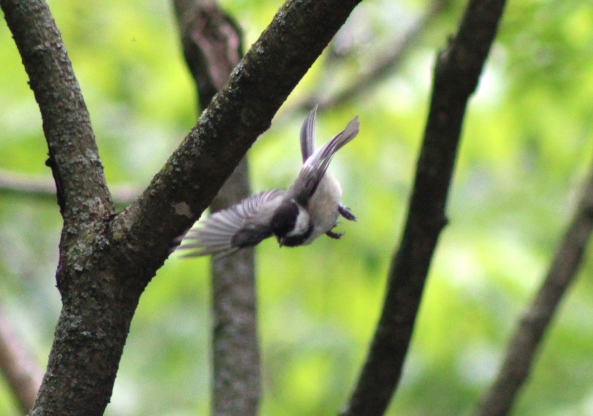 eBird Checklist - 5 Aug 2023 - Pisgah Marsh FWA and Boardwalk - 27 species