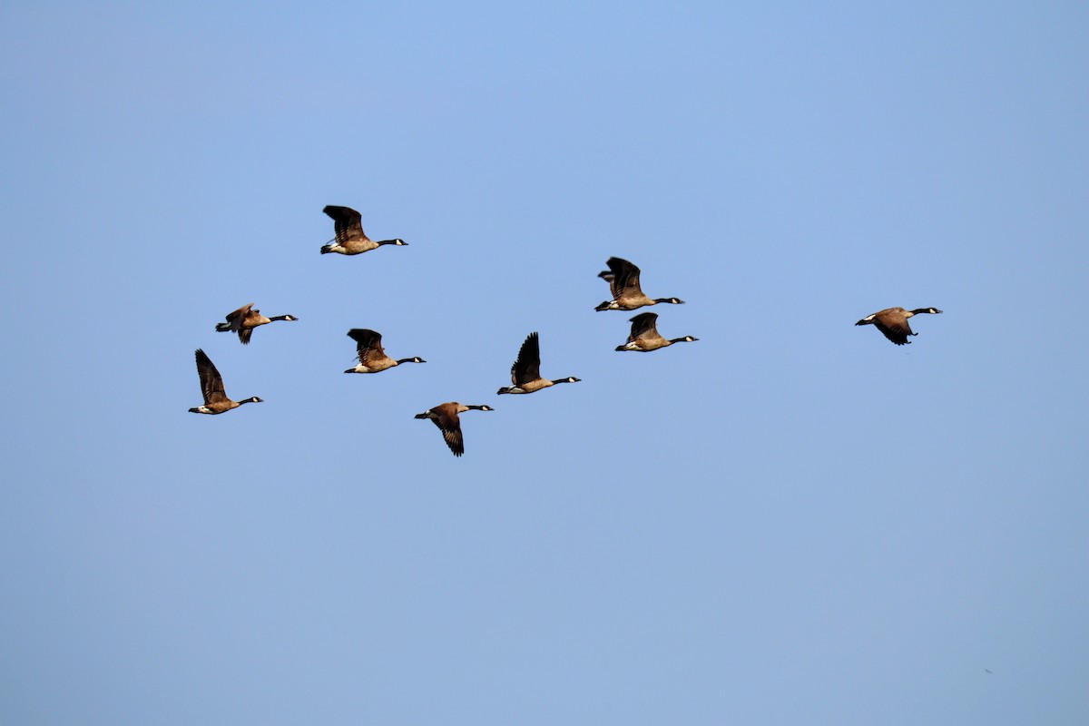 eBird Checklist - 6 Aug 2023 - Bombay Hook National Wildlife Refuge ...