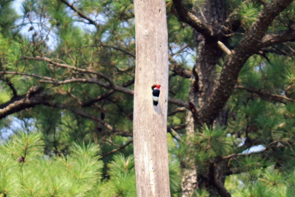 eBird Checklist - 6 Aug 2023 - Milford Neck Wildlife Area--Big Stone ...