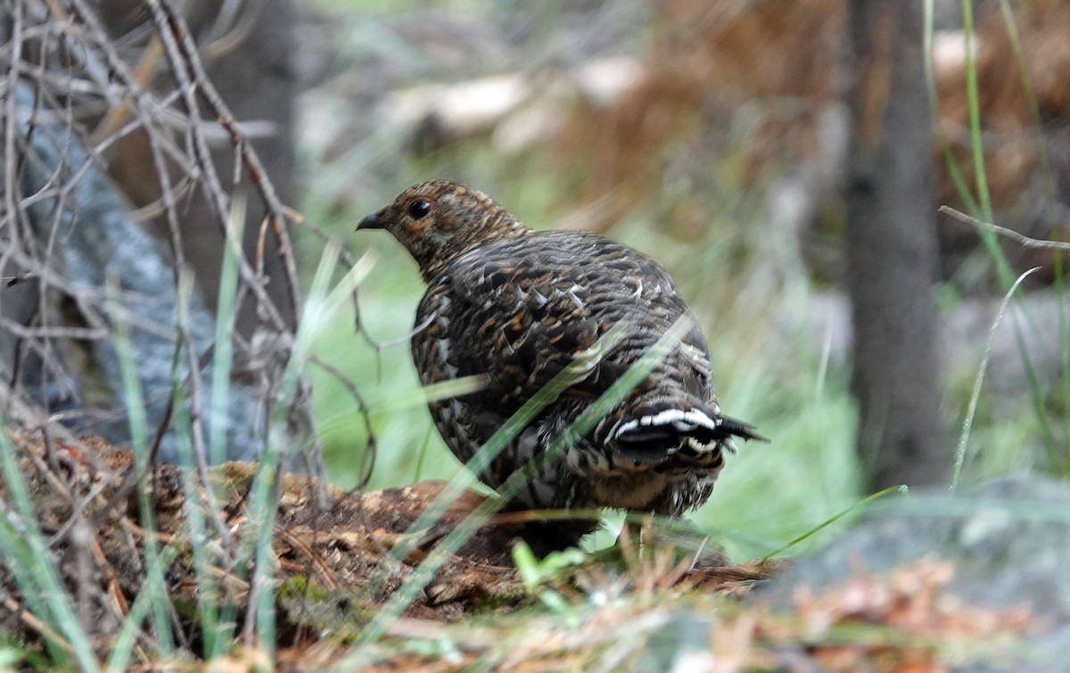 eBird Checklist - 5 Aug 2023 - Conrad Meadows - 17 species