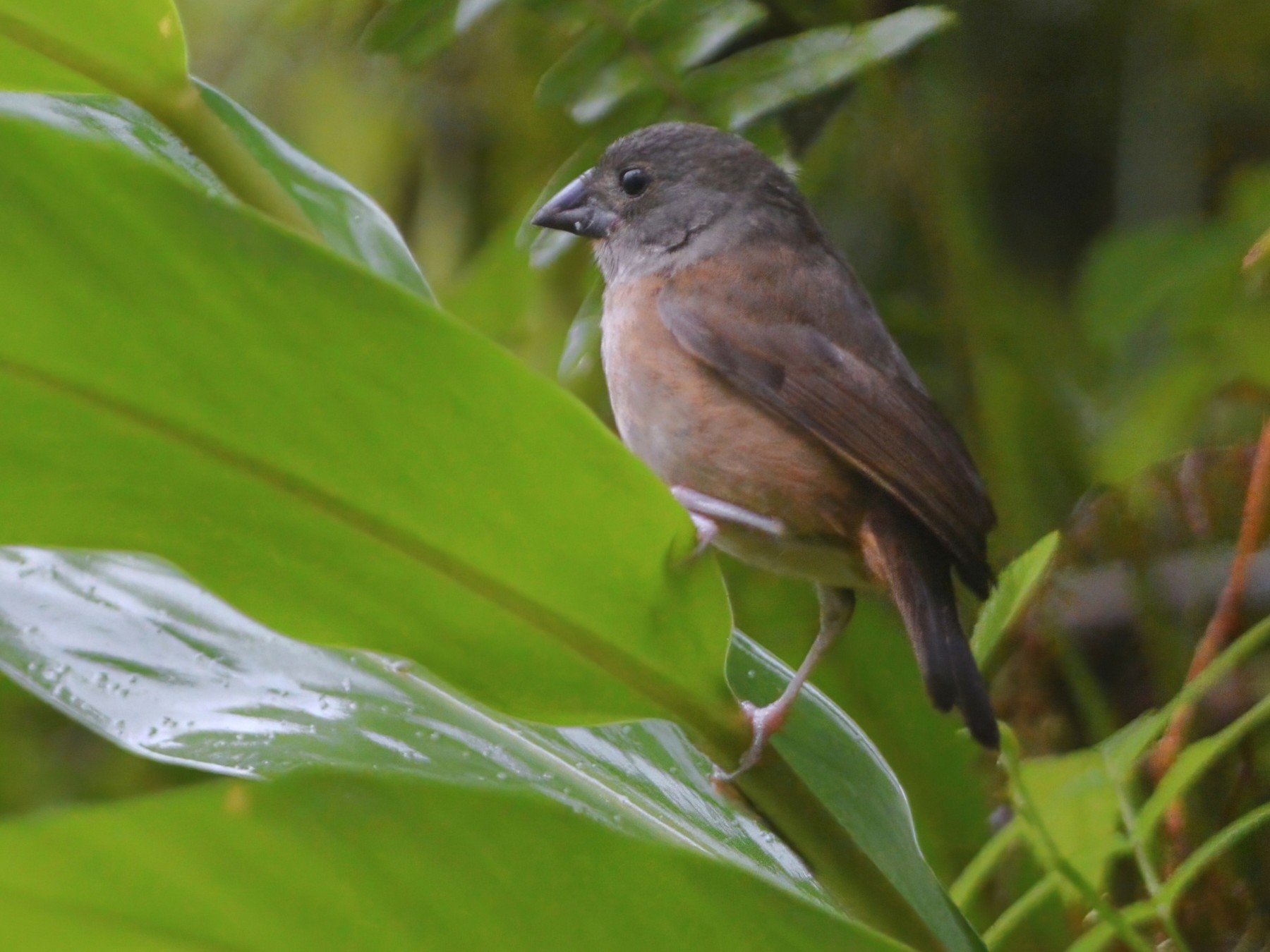 St. Lucia Black Finch - eBird