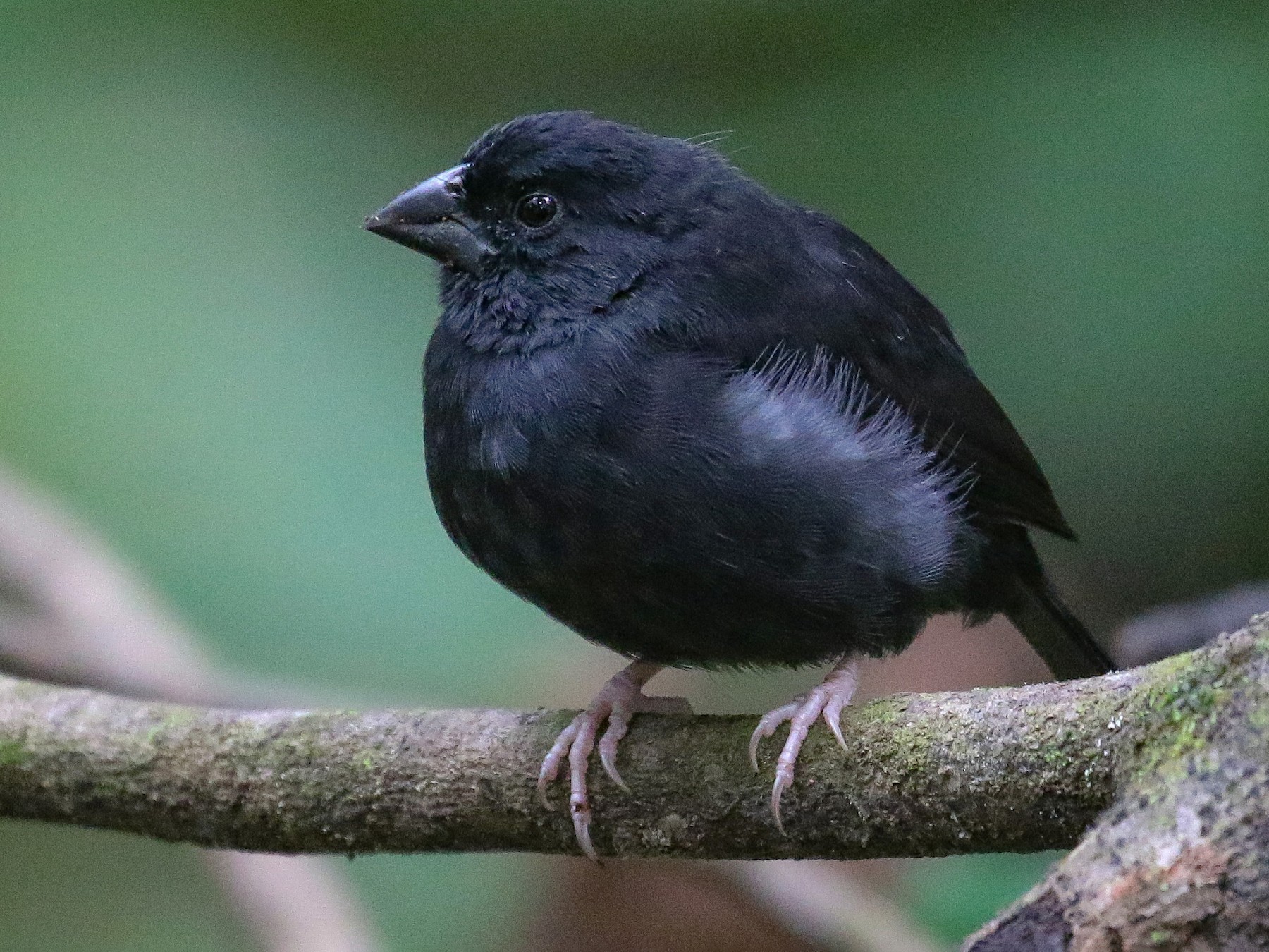 St. Lucia Black Finch - eBird