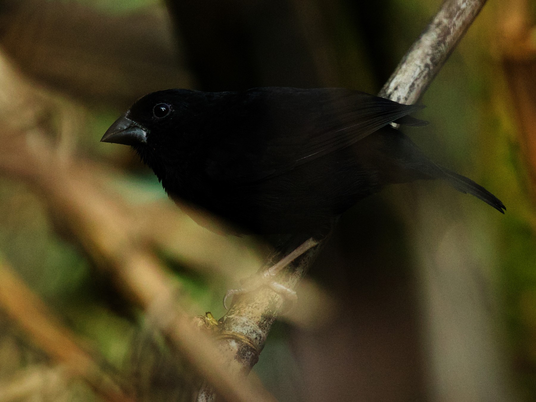 St. Lucia Black Finch - eBird