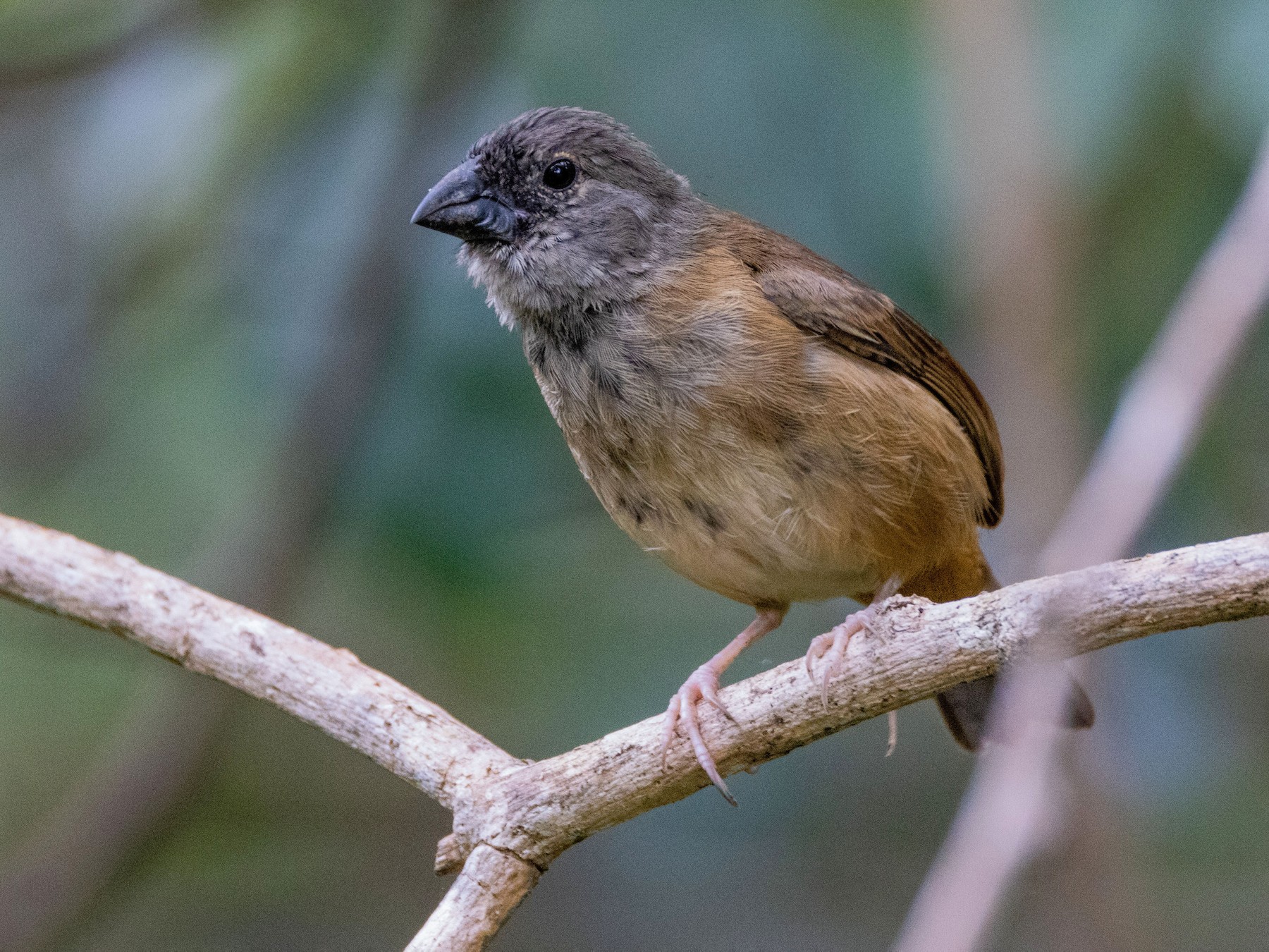 St. Lucia Black Finch - eBird