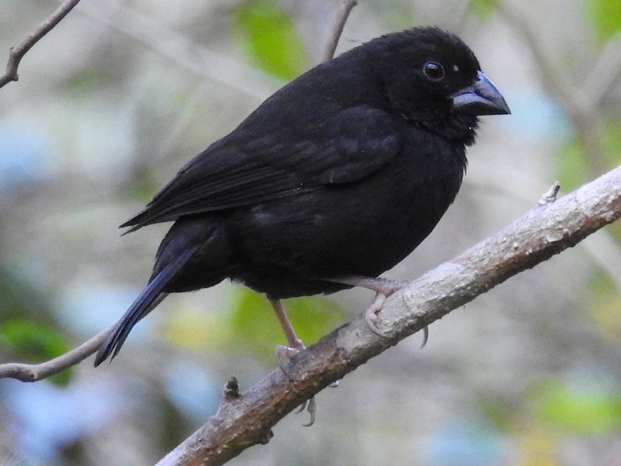 St. Lucia Black Finch - eBird