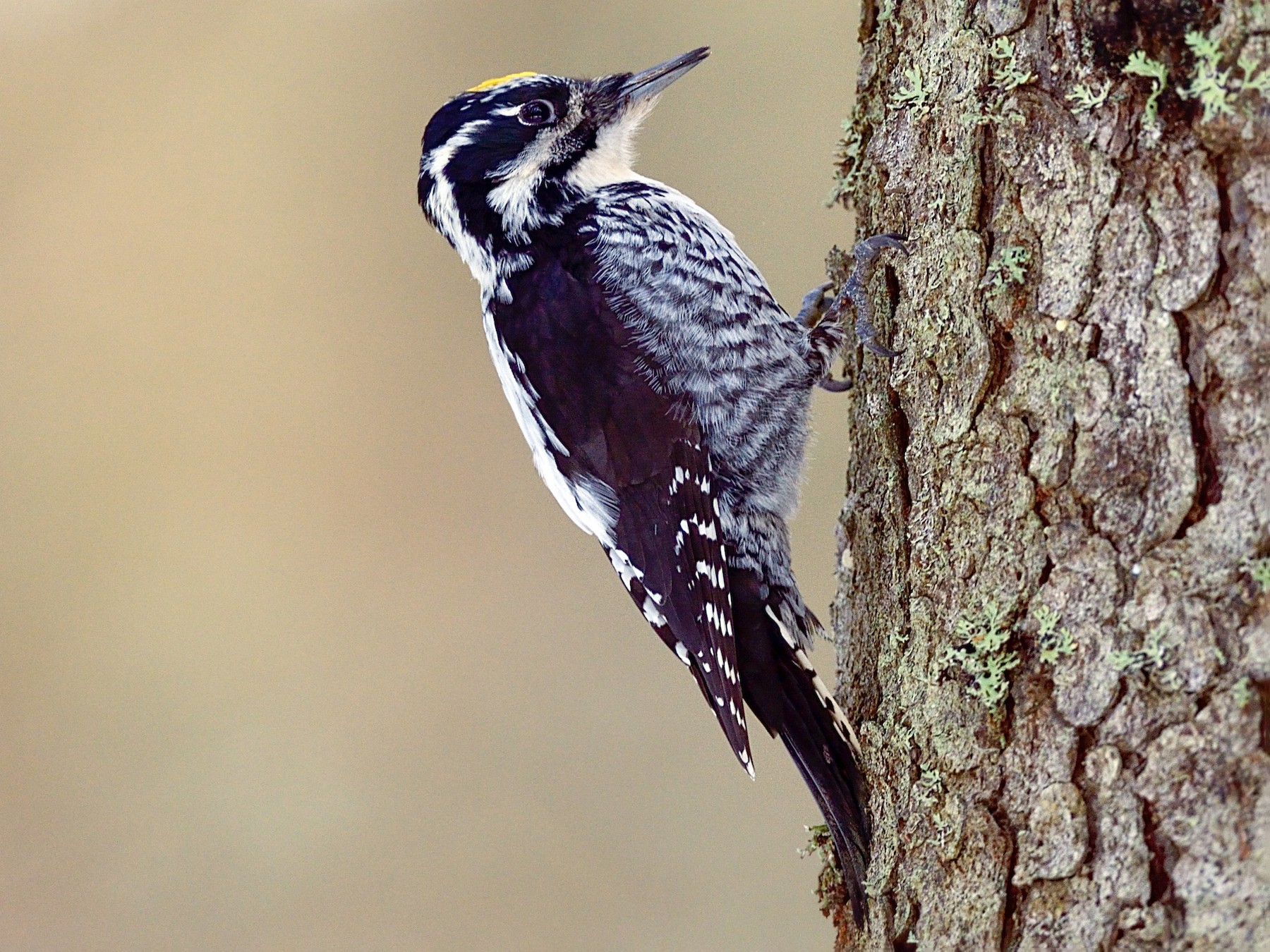 Eurasian Three-toed Woodpecker - eBird