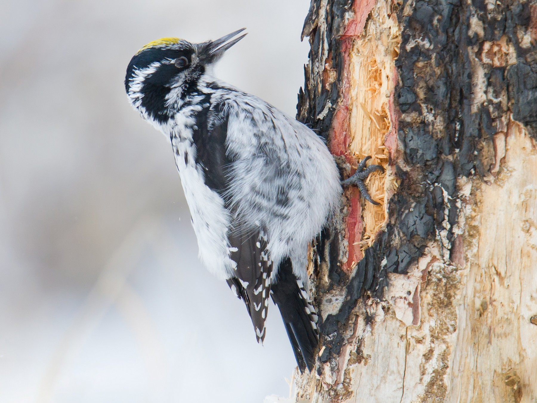 Eurasian Three-toed Woodpecker - eBird