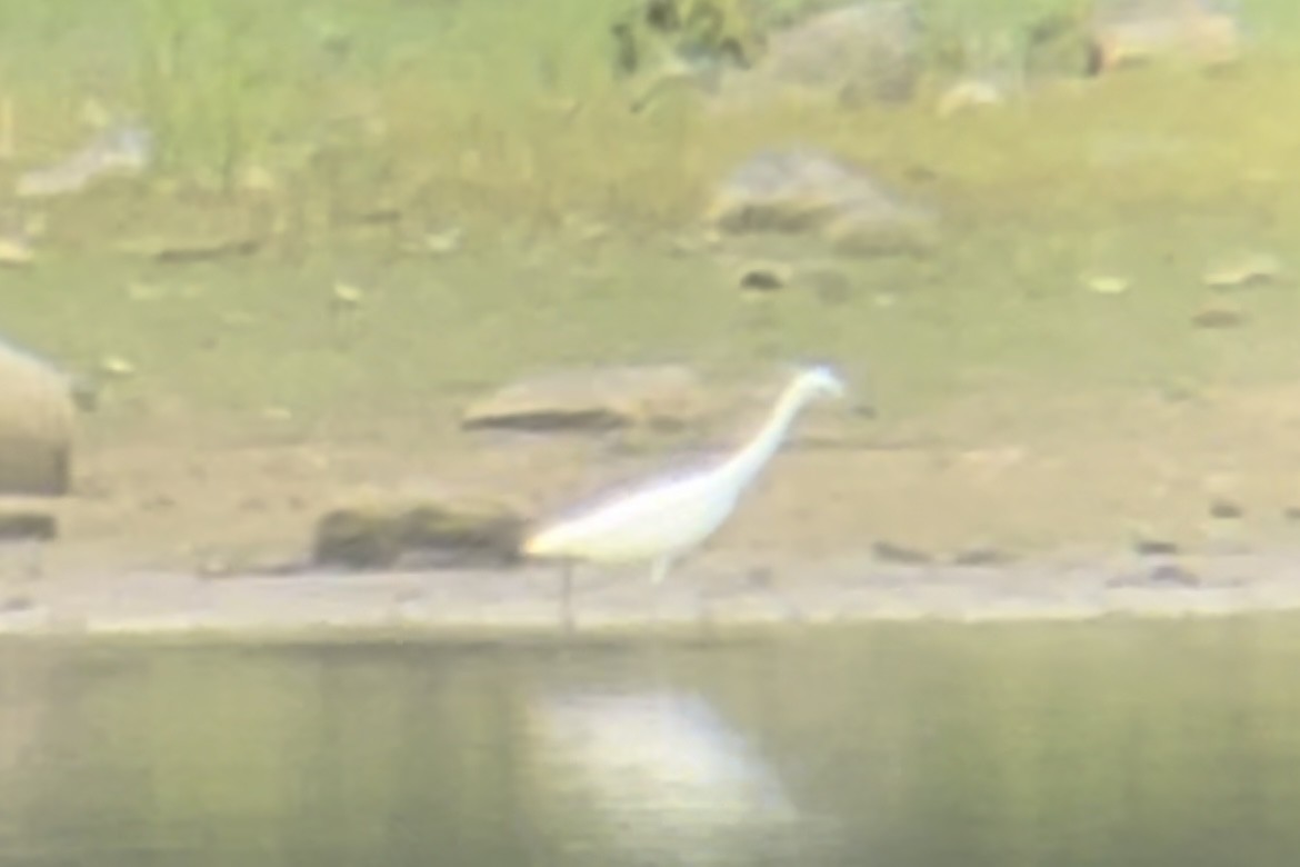 eBird Checklist - 6 Aug 2023 - Walborn Reservoir--South of German ...