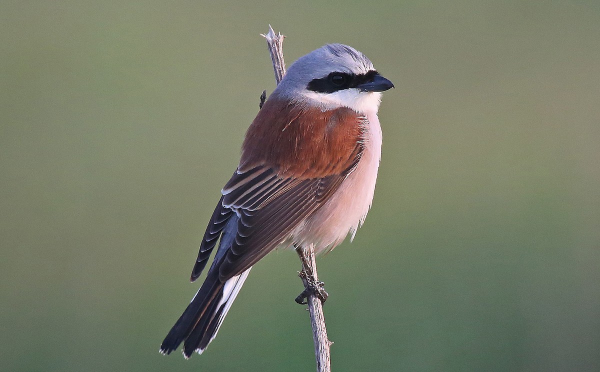 eBird Checklist - 6 May 2016 - Journey Records - 21 species