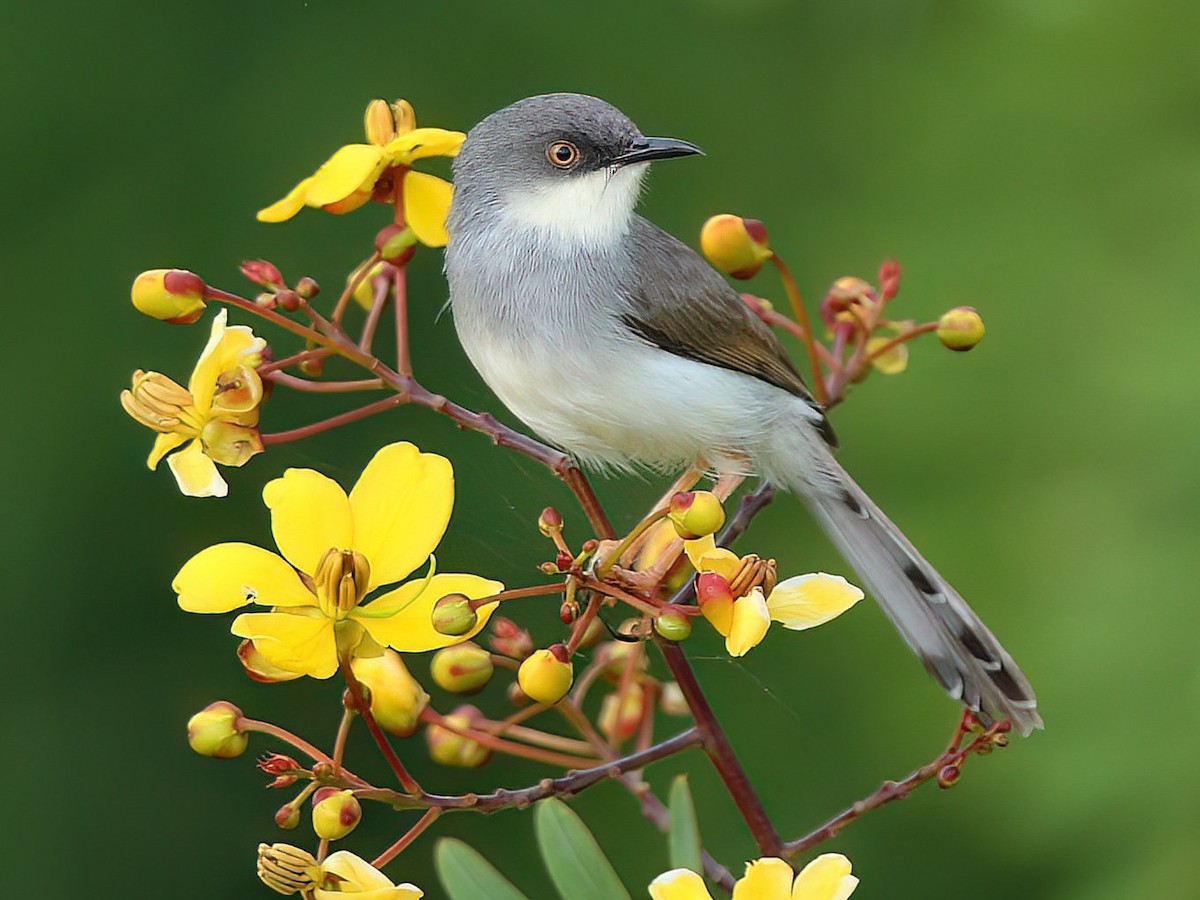 Gray-breasted Prinia - Prinia hodgsonii - Birds of the World
