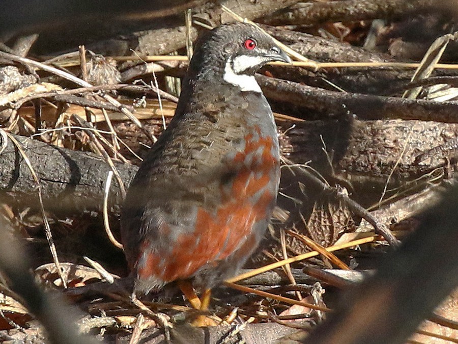 Blue Quail - eBird