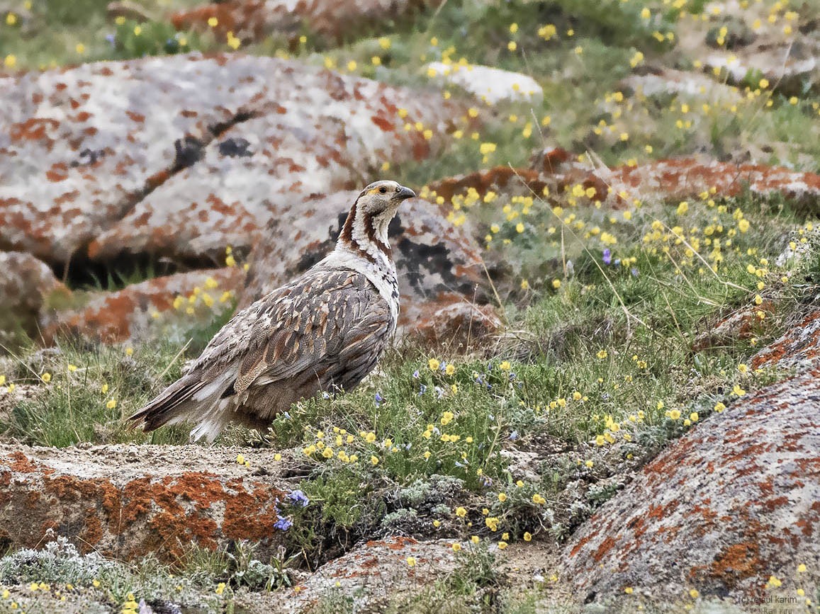 Himalayan Snowcock - eBird