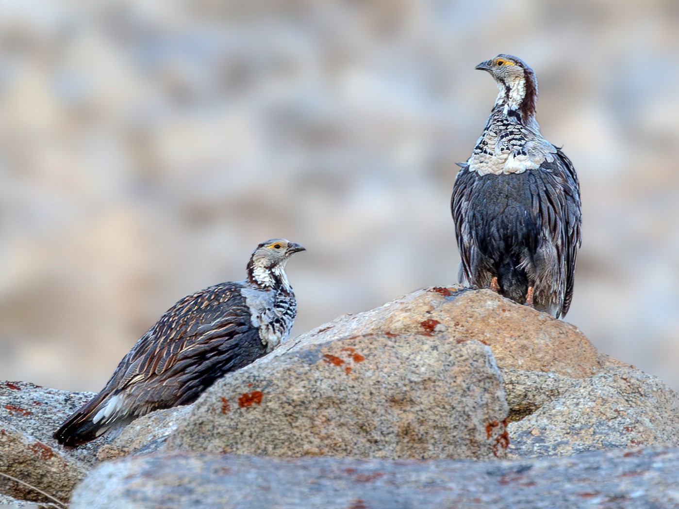 Himalayan Snowcock - eBird