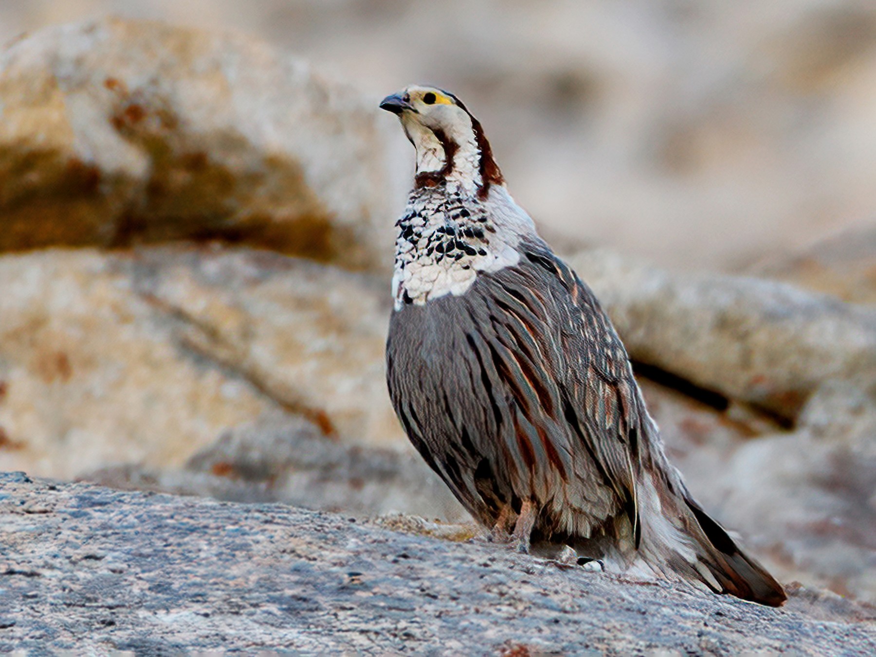 Himalayan Snowcock - eBird