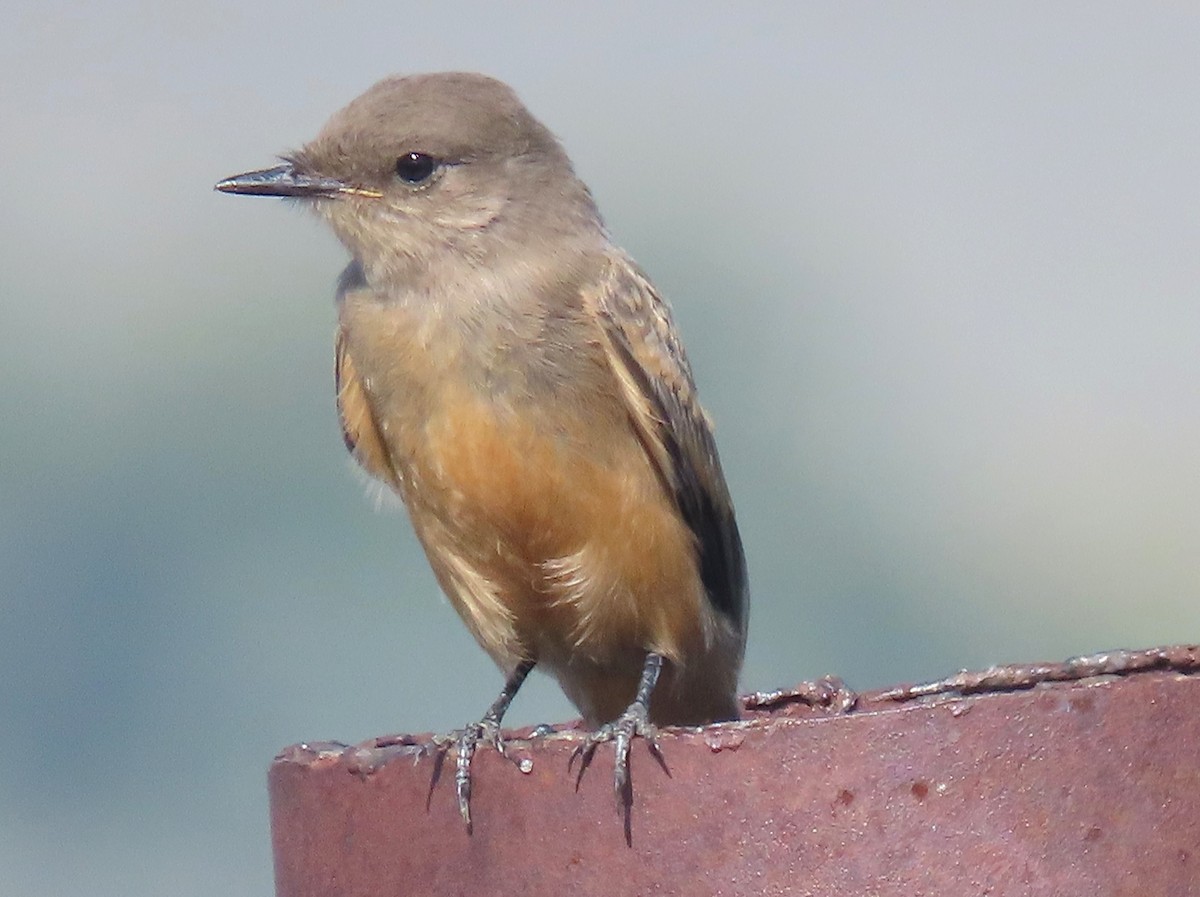eBird Checklist - 6 Aug 2023 - Goose Ponds - 51 species