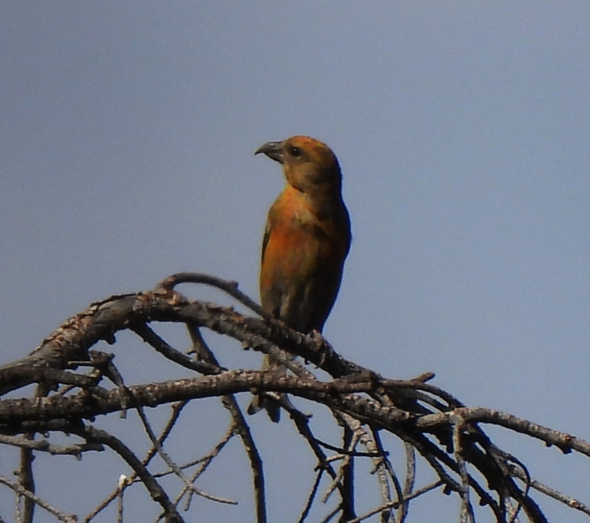 eBird Checklist - 28 Jun 2023 - Paradise Rd - 1 species