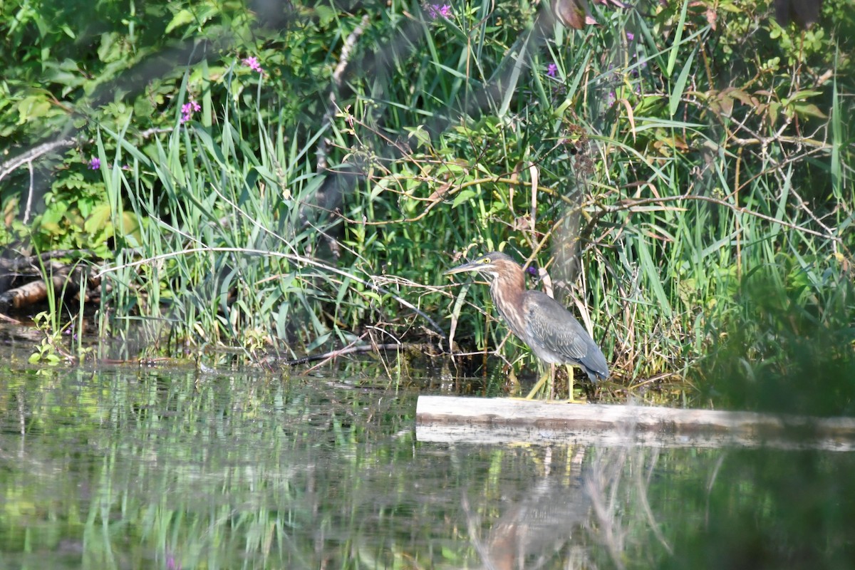 eBird Checklist - 6 Aug 2023 - Bald Eagle SP--Foster Joseph Sayers Dam ...