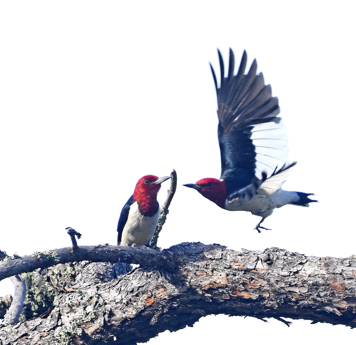 eBird Checklist - 27 Jul 2023 - Sowbelly Canyon - 41 species (+3 other ...